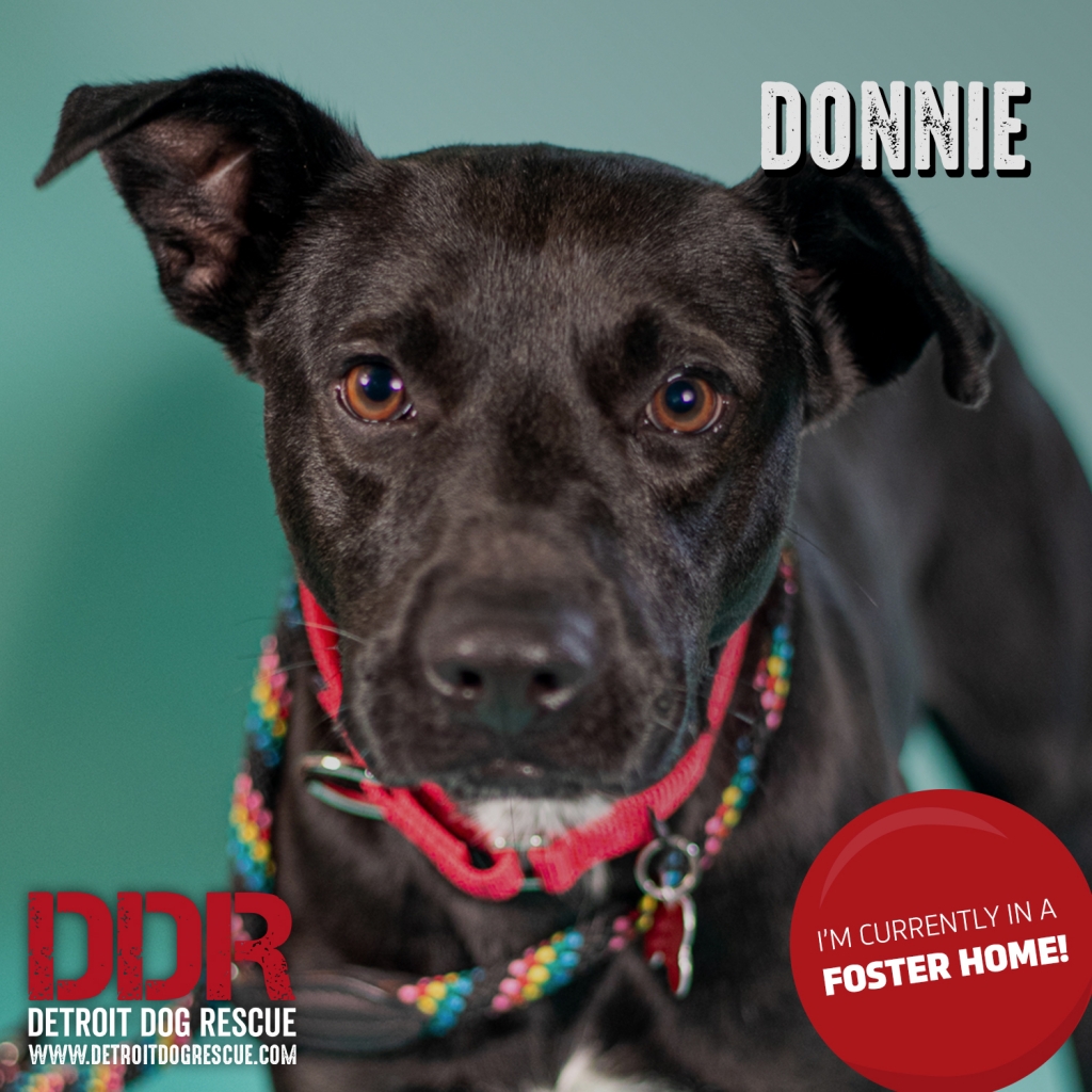 Home - Detroit Dog Rescue