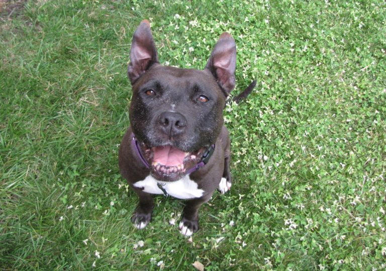 Adoptable Dogs at Detroit Dog Rescue - Detroit Dog Rescue