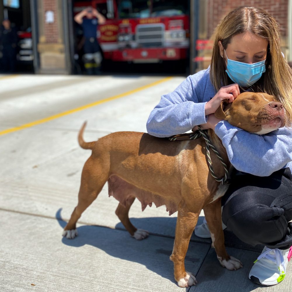 News and Updates - Detroit Dog Rescue