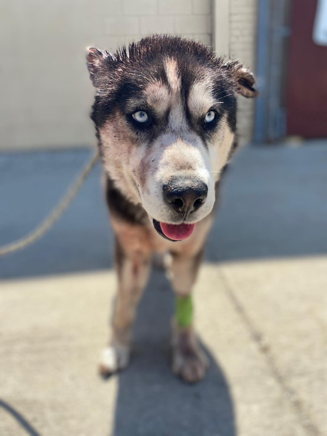 Renegade – Detroit Dog Rescue