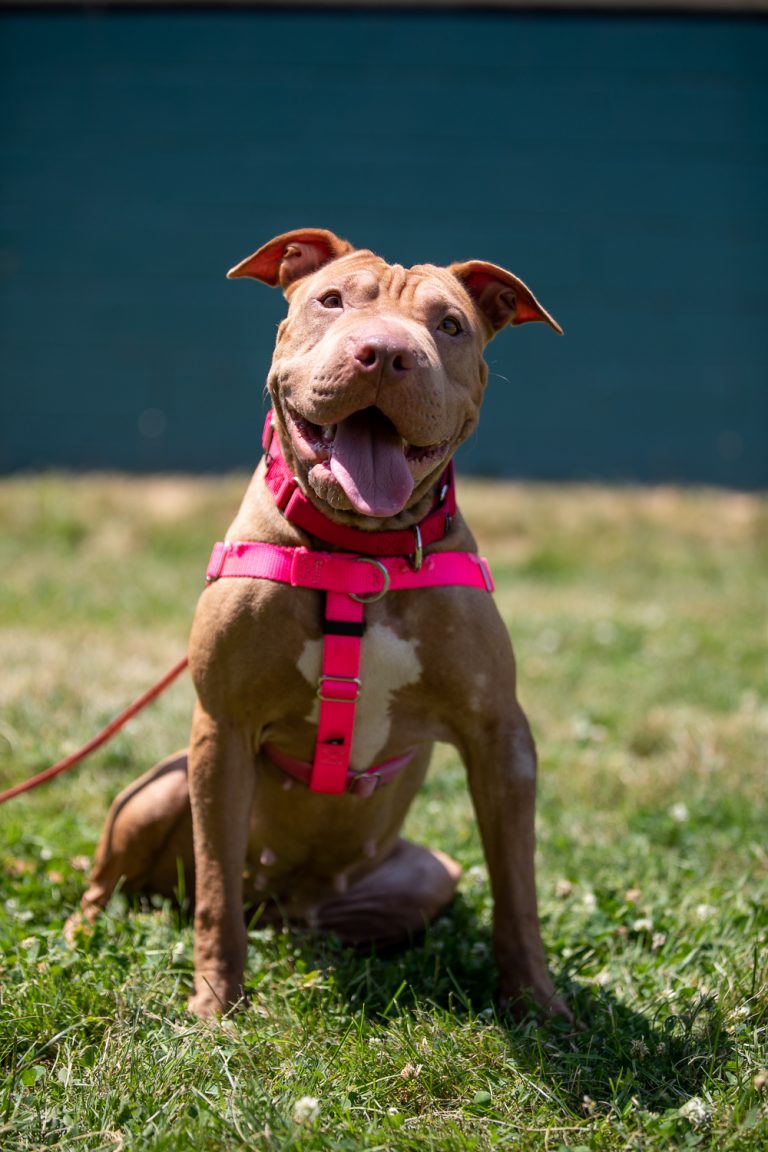 Maxie - Detroit Dog Rescue