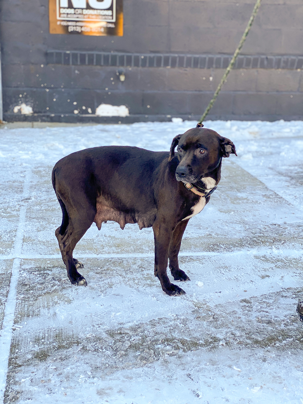 Godiva - Detroit Dog Rescue