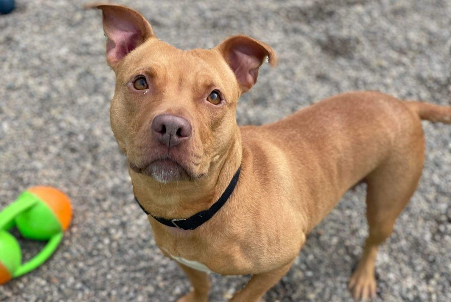 Adopt a Dog at Detroit Dog Rescue - Detroit Dog Rescue