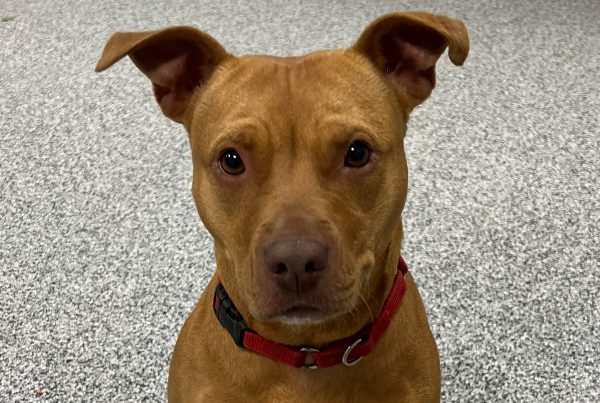 Adopt a Dog at Detroit Dog Rescue - Detroit Dog Rescue