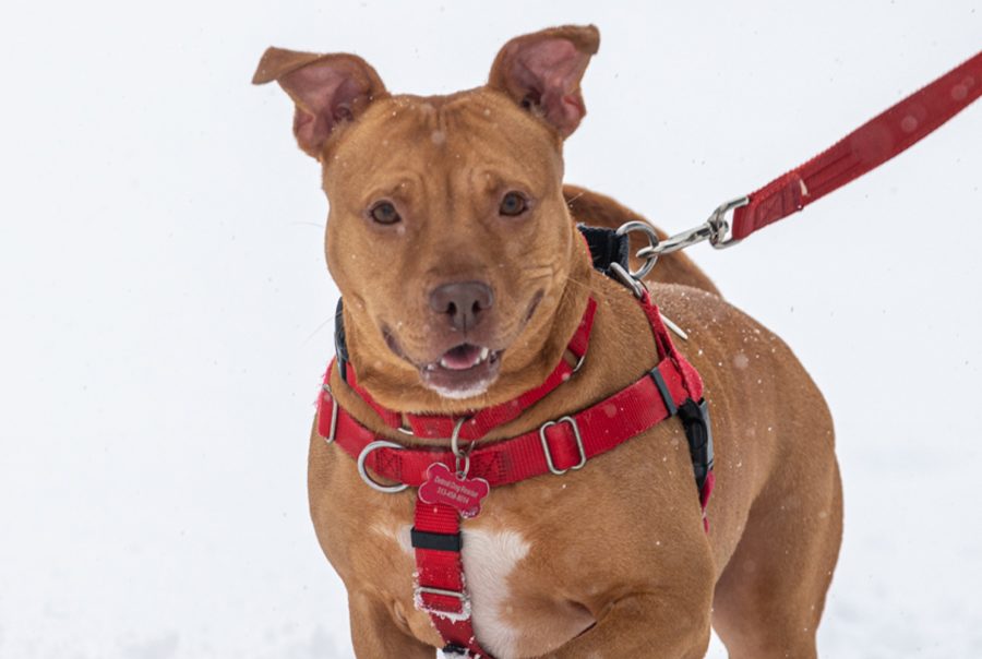 Adopt a Dog at Detroit Dog Rescue - Detroit Dog Rescue