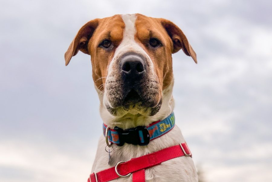 Adopt a Dog at Detroit Dog Rescue - Detroit Dog Rescue