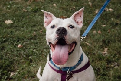 Adopt a Dog at Detroit Dog Rescue - Detroit Dog Rescue
