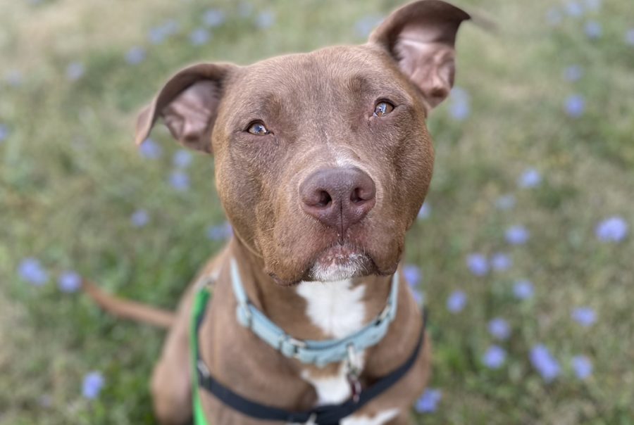 Adopt a Dog at Detroit Dog Rescue - Detroit Dog Rescue