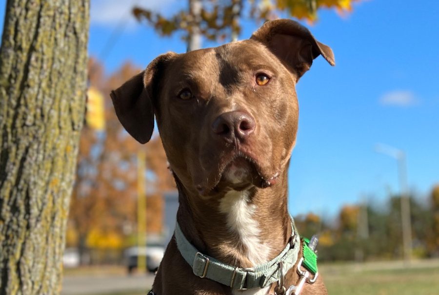 Adopt a Dog at Detroit Dog Rescue - Detroit Dog Rescue