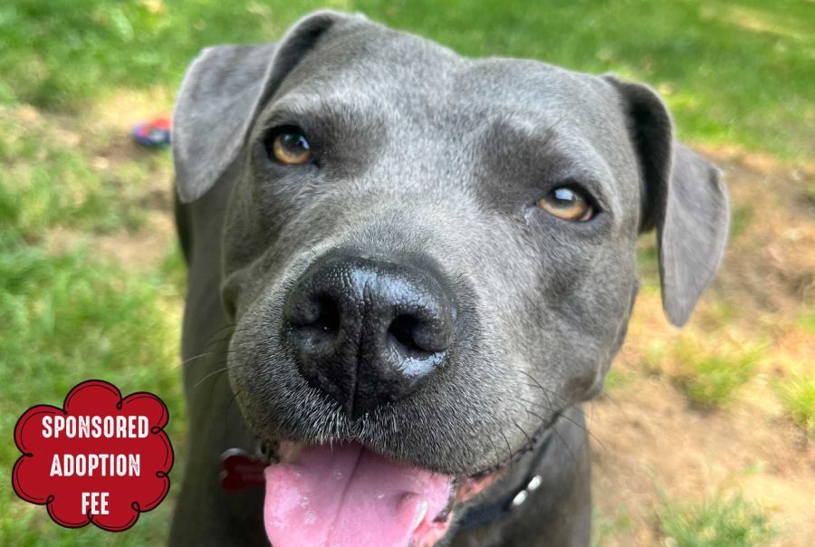 Adopt – Detroit Dog Rescue