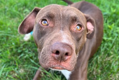 Adopt a Dog at Detroit Dog Rescue - Detroit Dog Rescue