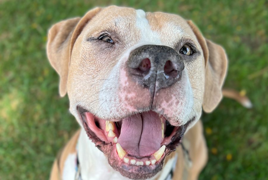 Adopt a Dog at Detroit Dog Rescue - Detroit Dog Rescue