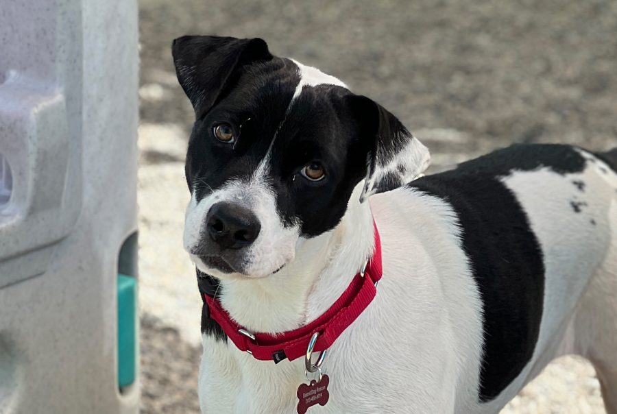 Adopt a Dog at Detroit Dog Rescue - Detroit Dog Rescue