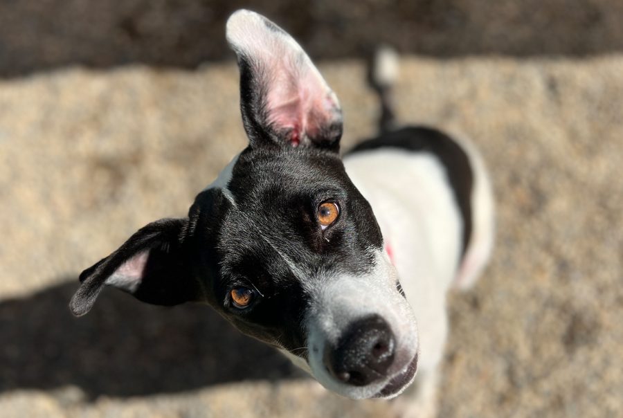 Adopt a Dog at Detroit Dog Rescue - Detroit Dog Rescue