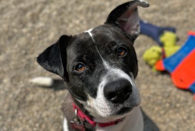 Adopt a Dog at Detroit Dog Rescue - Detroit Dog Rescue