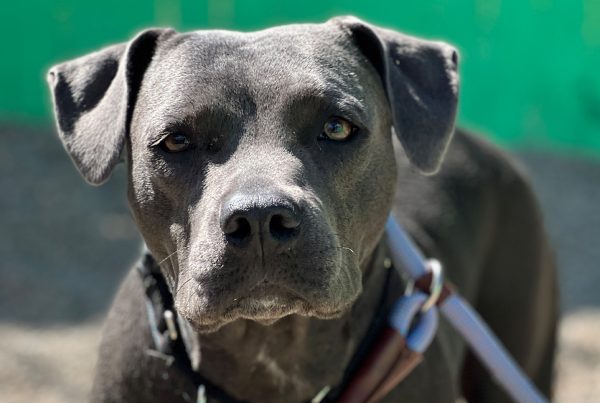 Adopt a Dog at Detroit Dog Rescue - Detroit Dog Rescue