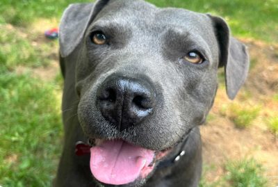 Adopt a Dog at Detroit Dog Rescue - Detroit Dog Rescue