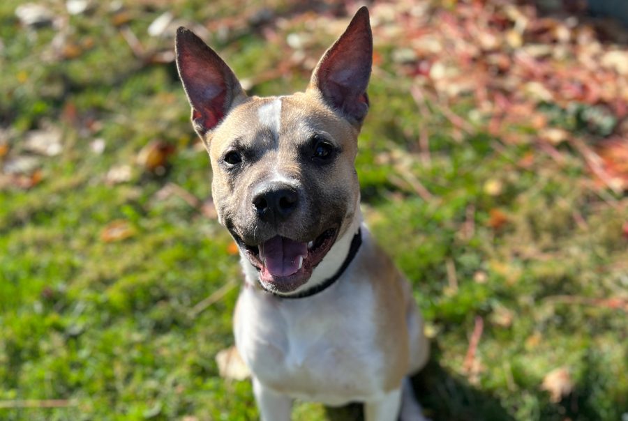 Adopt a Dog at Detroit Dog Rescue - Detroit Dog Rescue