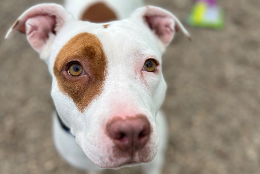 Adopt a Dog at Detroit Dog Rescue - Detroit Dog Rescue
