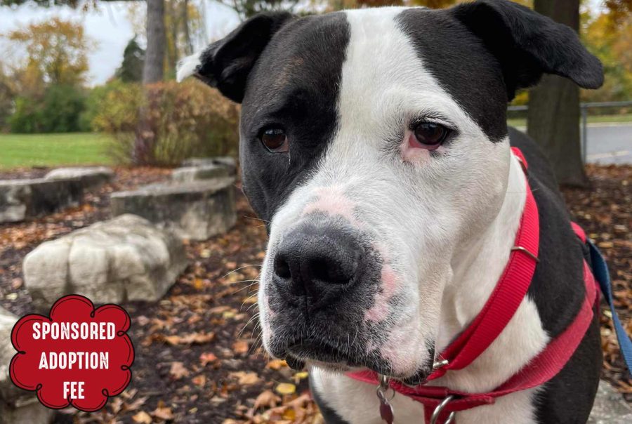 Adopt – Detroit Dog Rescue