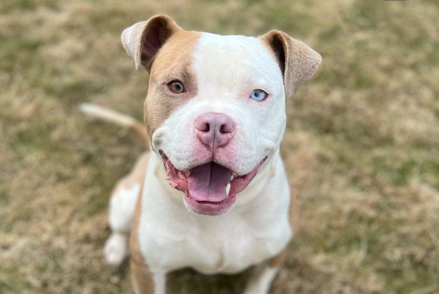 Adopt a Dog at Detroit Dog Rescue - Detroit Dog Rescue