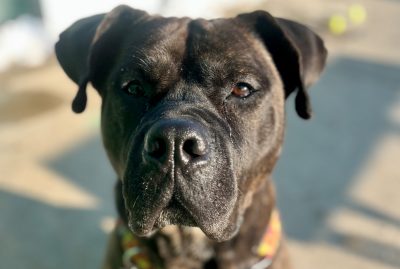 Adopt a Dog at Detroit Dog Rescue - Detroit Dog Rescue