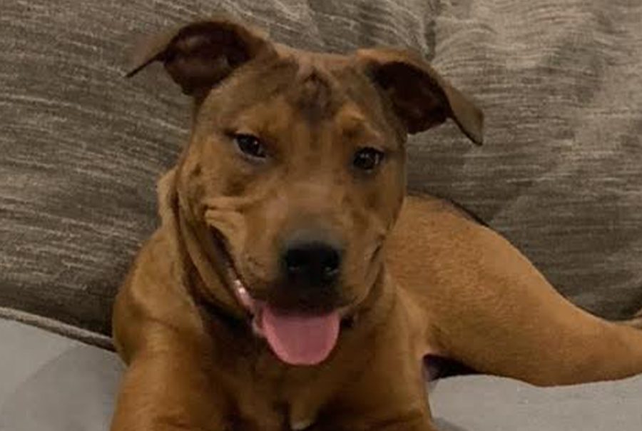 Adopt a Dog at Detroit Dog Rescue - Detroit Dog Rescue