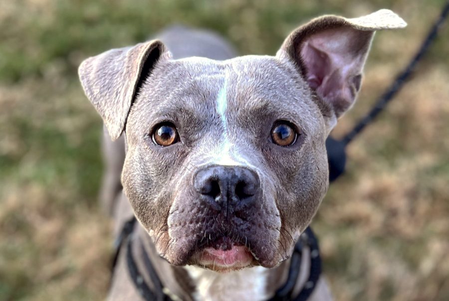 Adopt a Dog at Detroit Dog Rescue - Detroit Dog Rescue