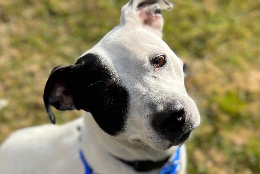 Adopt a Dog at Detroit Dog Rescue - Detroit Dog Rescue