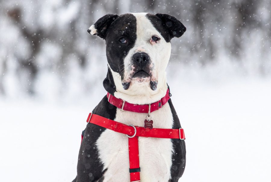 Adopt a Dog at Detroit Dog Rescue - Detroit Dog Rescue