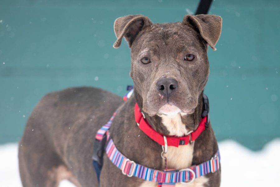 Adopt a Dog at Detroit Dog Rescue - Detroit Dog Rescue