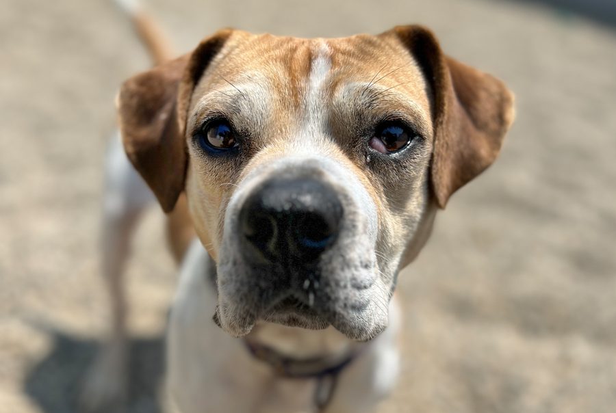 Adopt a Dog at Detroit Dog Rescue - Detroit Dog Rescue