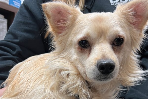 Adopt a Dog at Detroit Dog Rescue - Detroit Dog Rescue