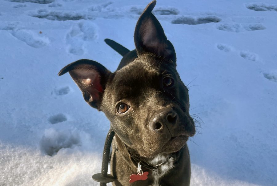 Adopt a Dog at Detroit Dog Rescue - Detroit Dog Rescue