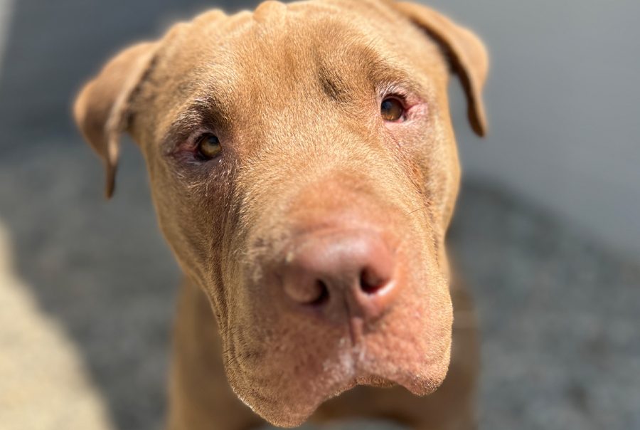 Adopt a Dog at Detroit Dog Rescue - Detroit Dog Rescue