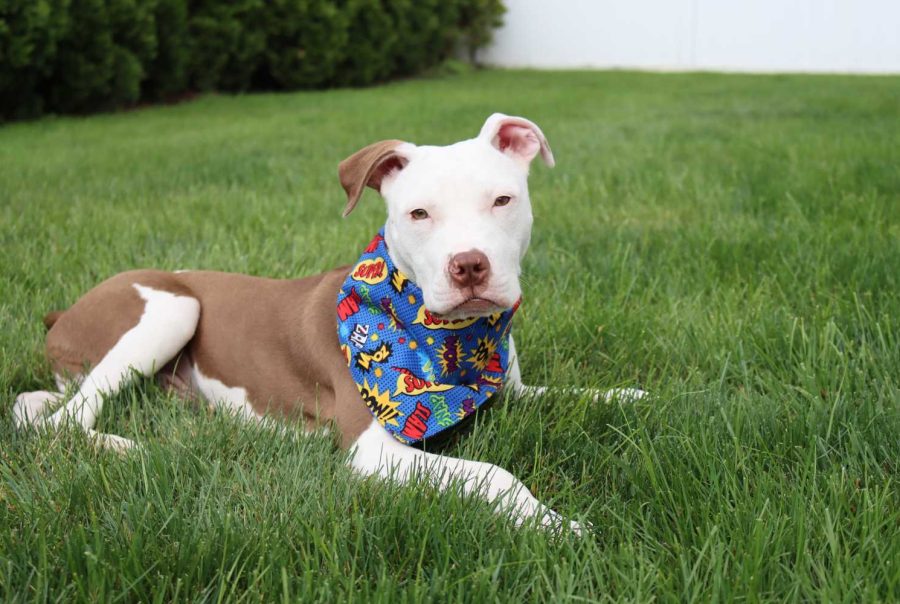 Adopt a Dog at Detroit Dog Rescue - Detroit Dog Rescue