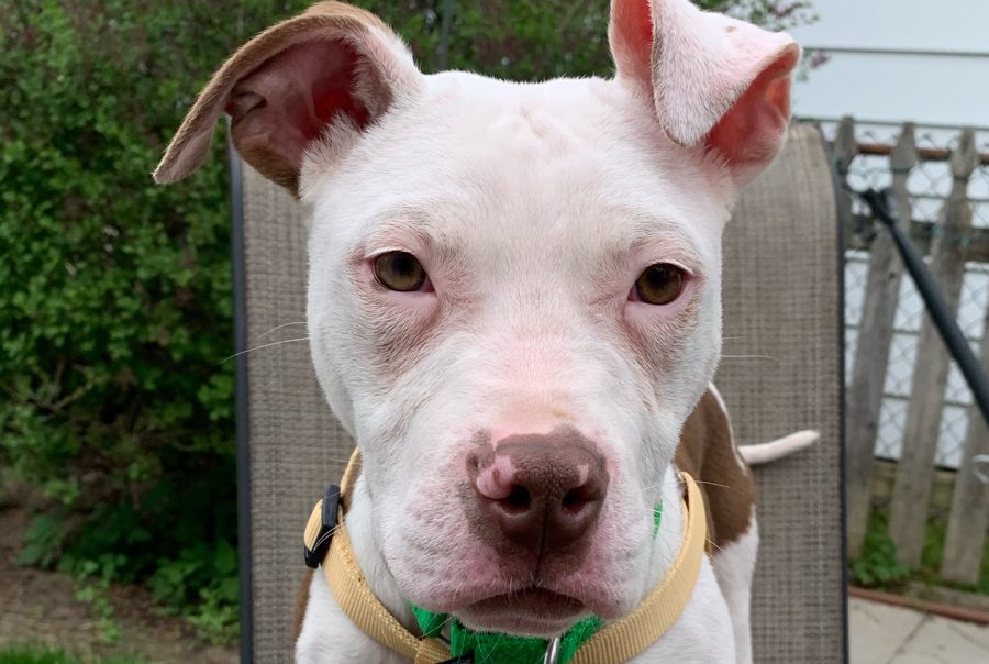 Adopt a Dog at Detroit Dog Rescue - Detroit Dog Rescue