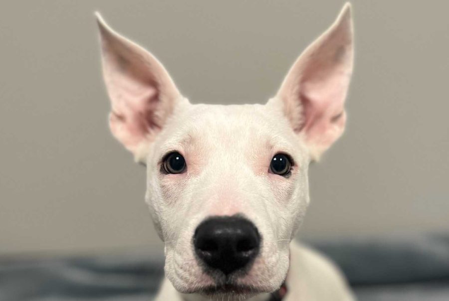 Adopt a Dog at Detroit Dog Rescue - Detroit Dog Rescue