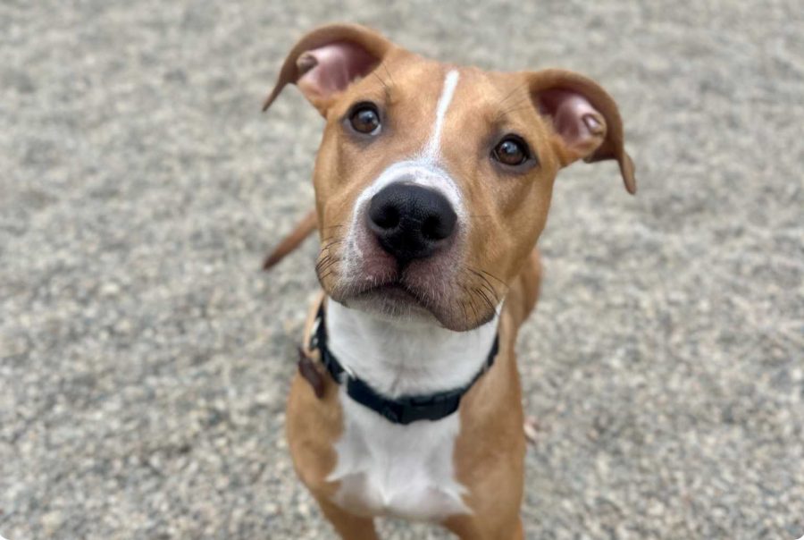 Adopt a Dog at Detroit Dog Rescue - Detroit Dog Rescue