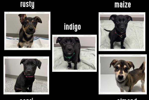 Adopt a Dog at Detroit Dog Rescue - Detroit Dog Rescue