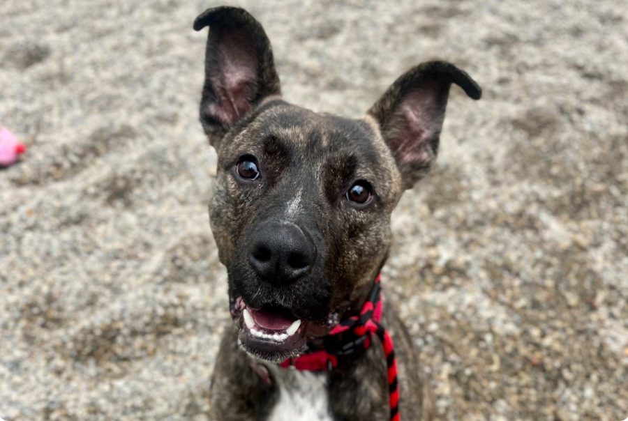 Adopt a Dog at Detroit Dog Rescue - Detroit Dog Rescue