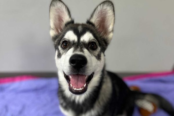 Adopt a Dog at Detroit Dog Rescue - Detroit Dog Rescue