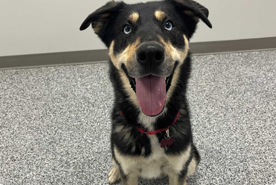 Adopt a Dog at Detroit Dog Rescue - Detroit Dog Rescue