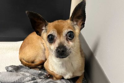 Adopt a Dog at Detroit Dog Rescue - Detroit Dog Rescue