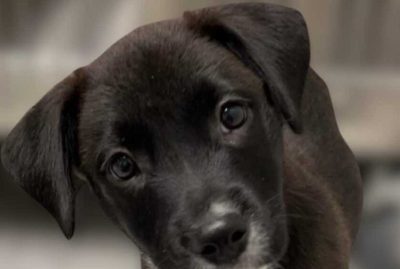 Adopt a Dog at Detroit Dog Rescue - Detroit Dog Rescue