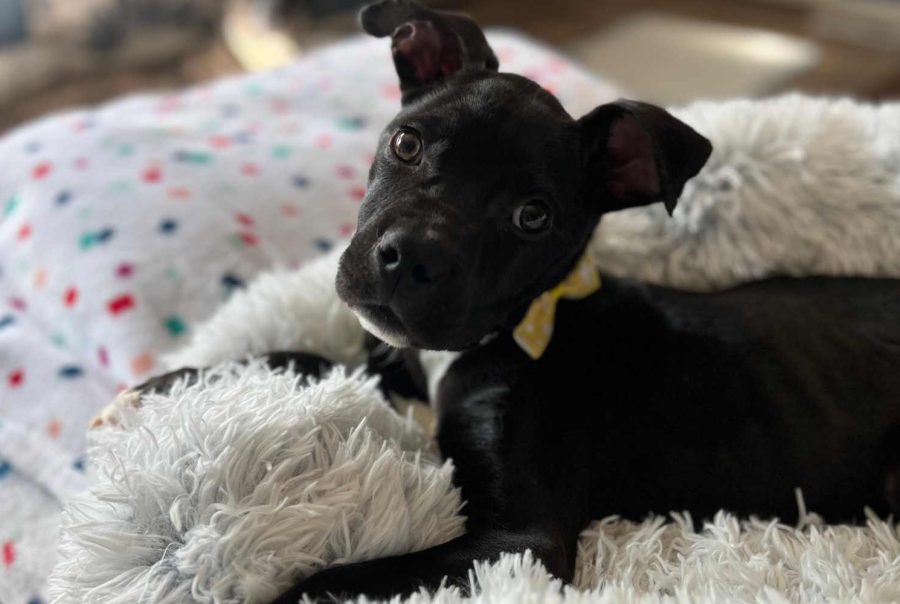 Adopt a Dog at Detroit Dog Rescue - Detroit Dog Rescue