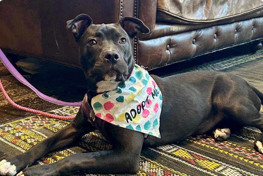 Adopt a Dog at Detroit Dog Rescue - Detroit Dog Rescue