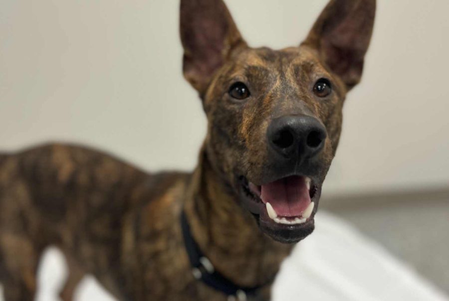 Adopt a Dog at Detroit Dog Rescue - Detroit Dog Rescue