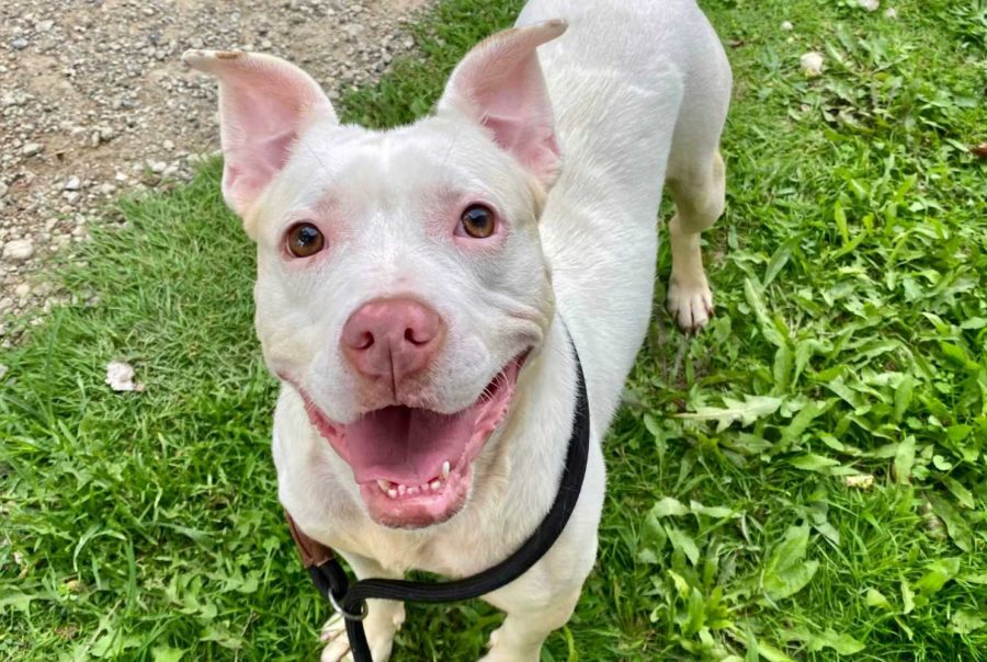 Adopt a Dog at Detroit Dog Rescue - Detroit Dog Rescue