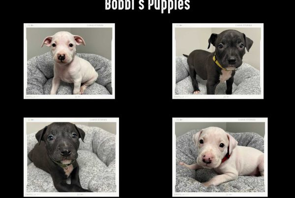 Adopt a Dog at Detroit Dog Rescue - Detroit Dog Rescue